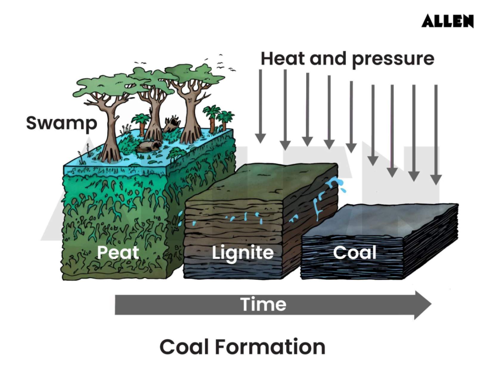 Coal and Petroleum- Types, Formation and Uses.